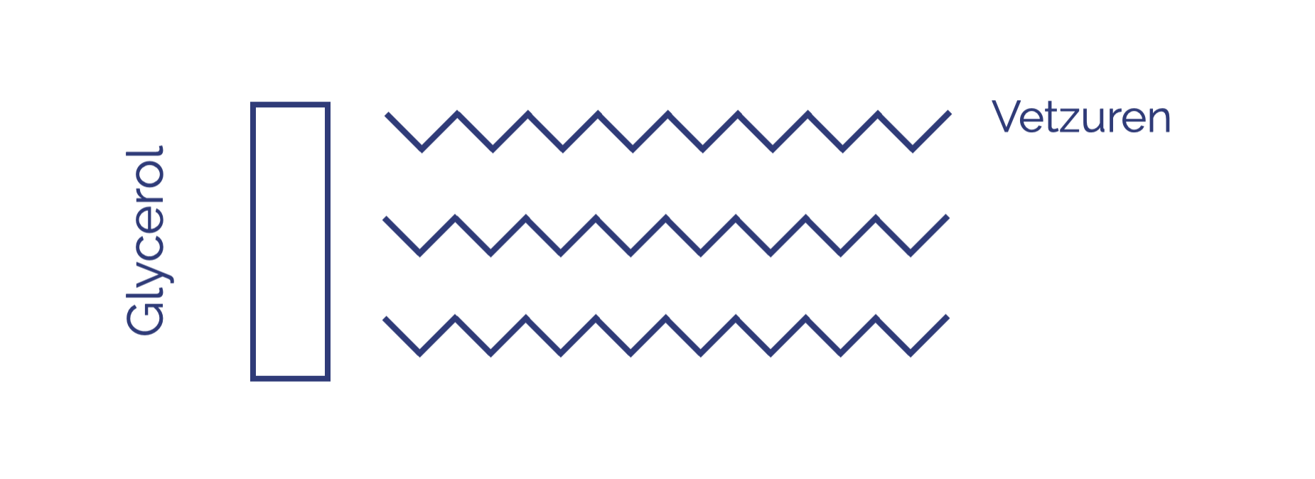 Kies voor gezonde vetten | Blog Metabolic Balance