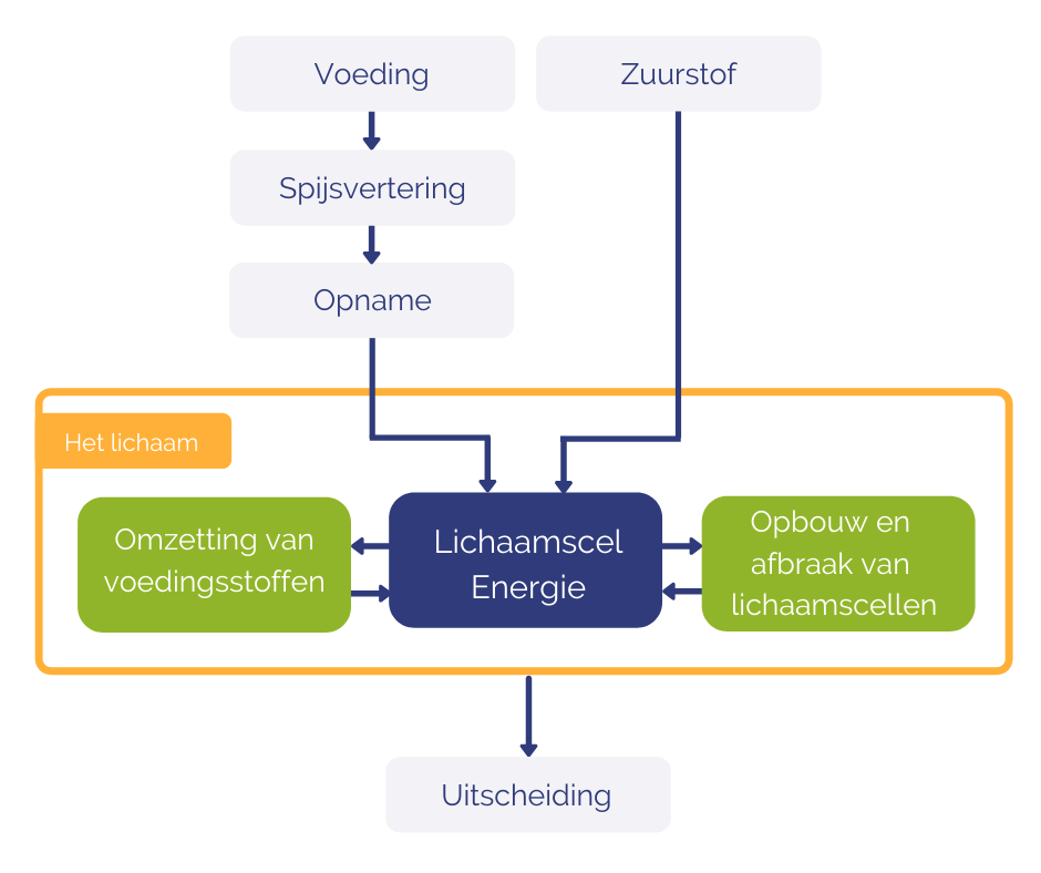 Stofwisseling Versnellen en Afvallen! | Blog Metabolic Balance